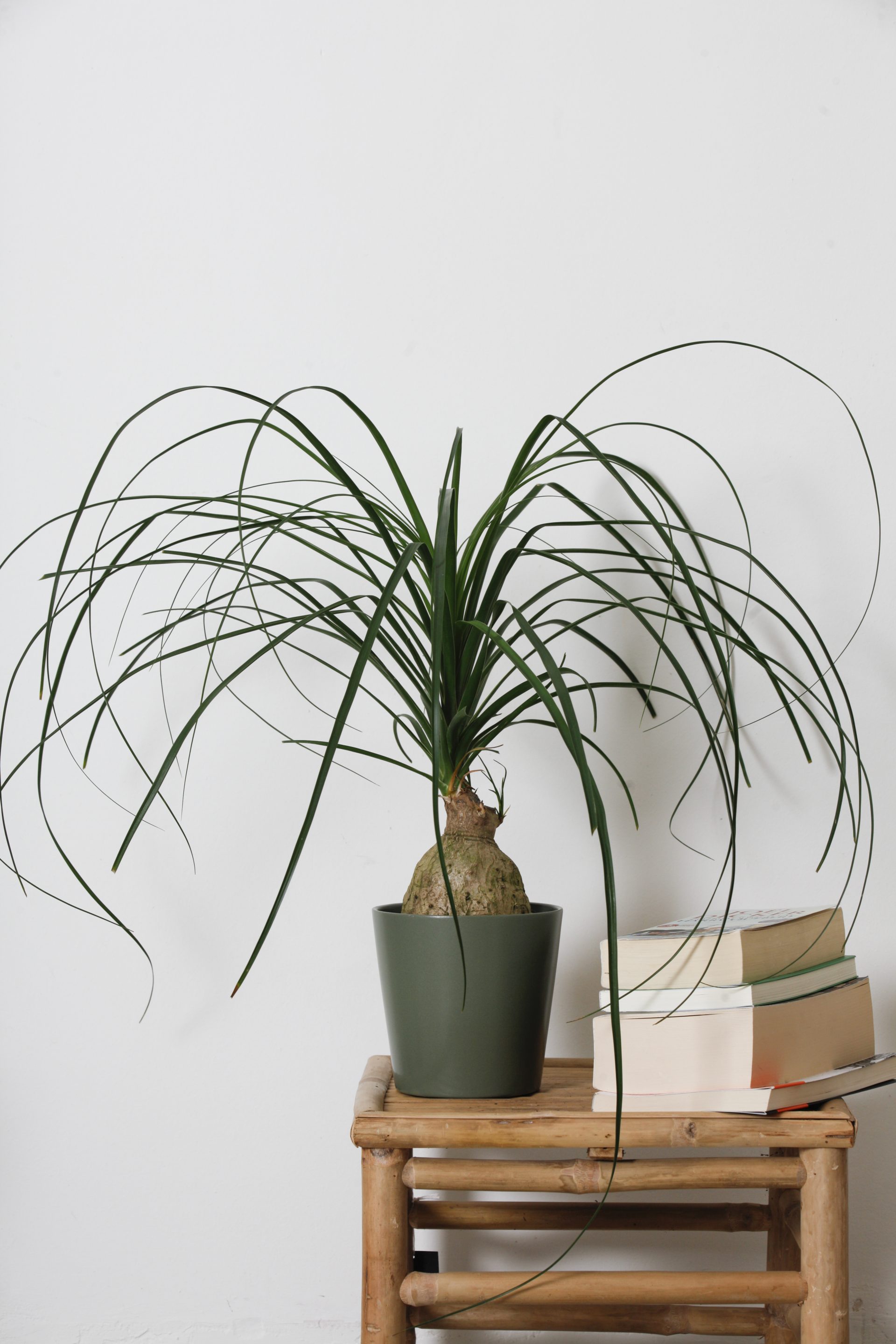 Pata de elefante – Tàndem Garden