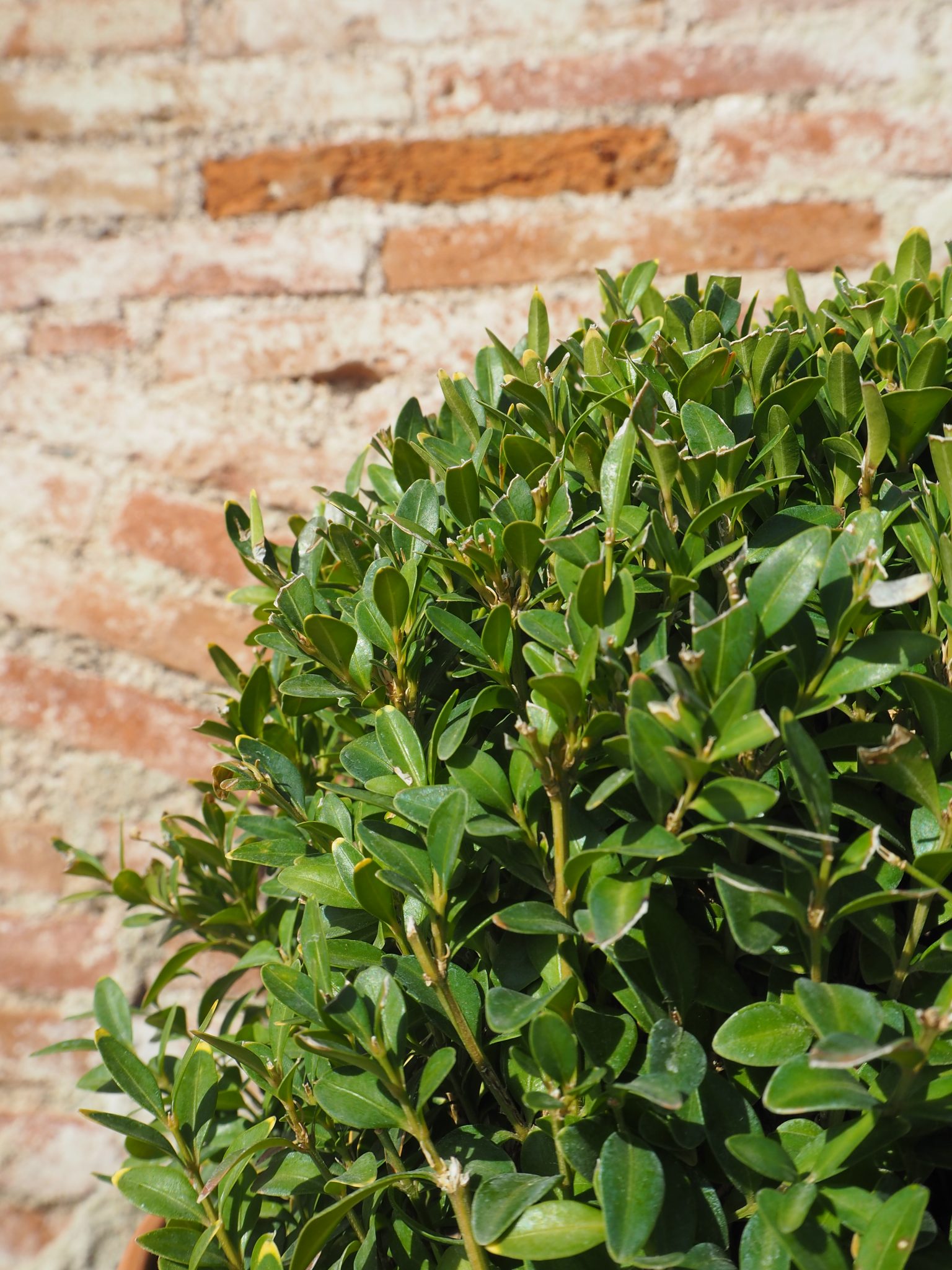 Boix de bola – Tàndem Garden