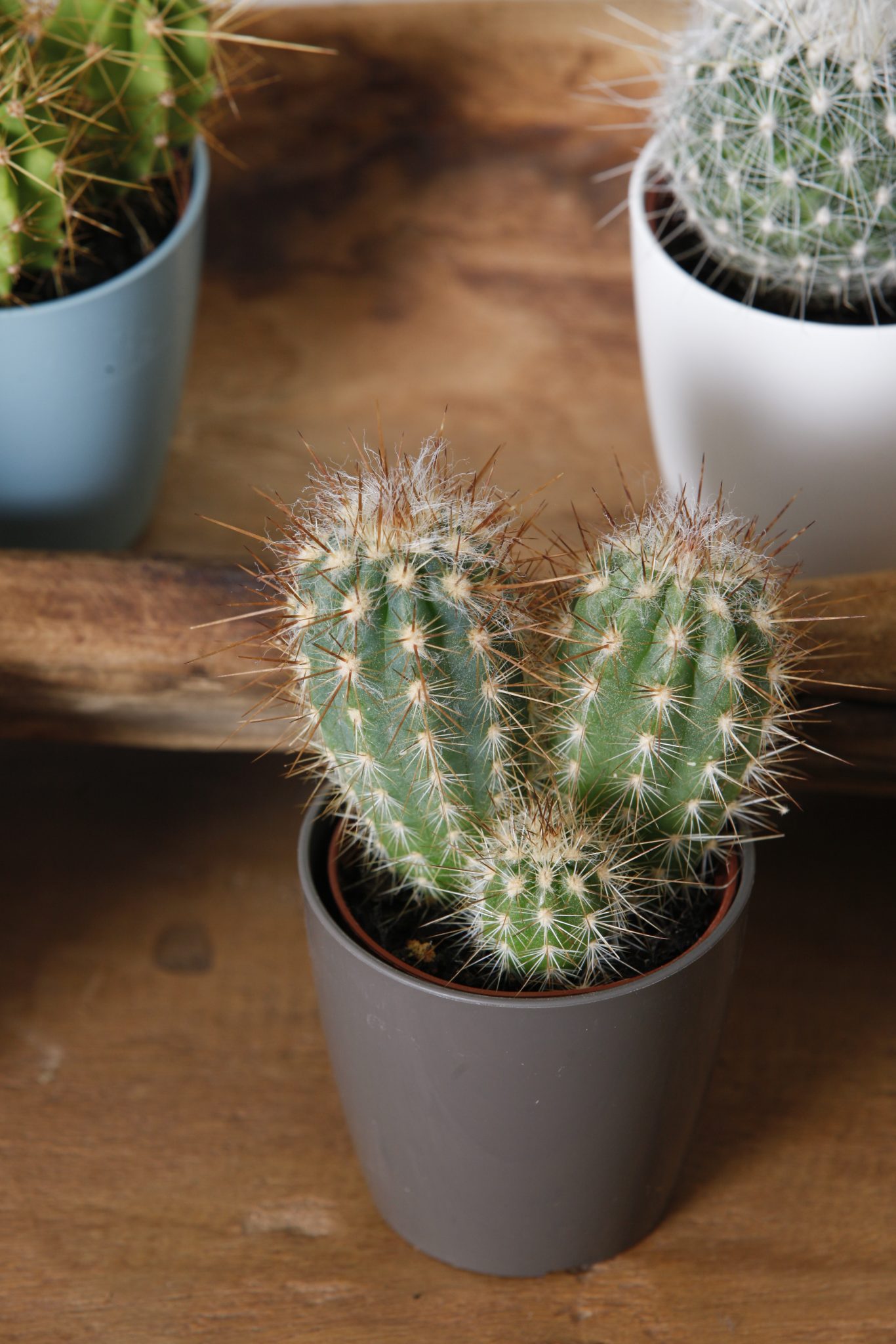 Pack 3 Cactus mini – Tàndem Garden