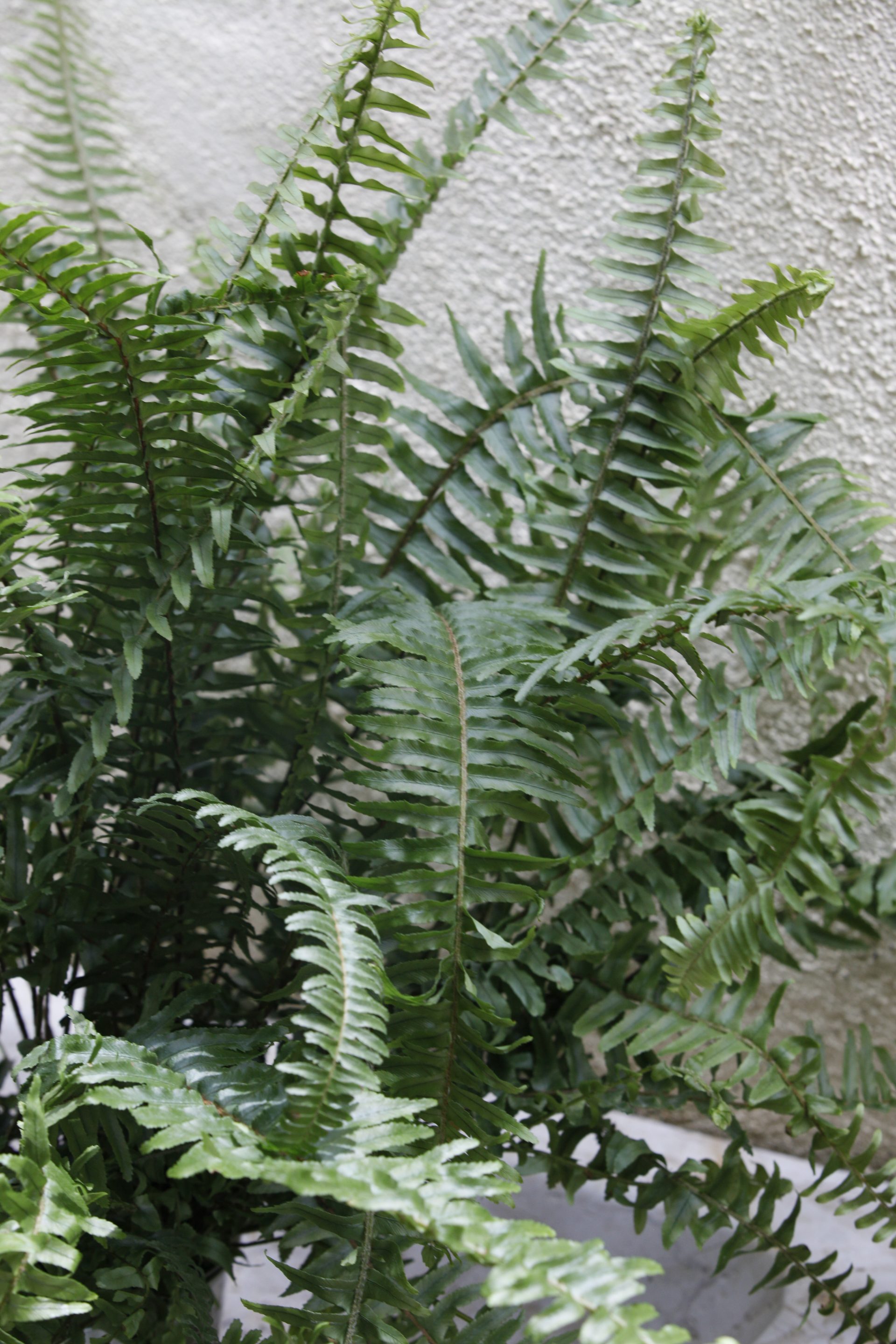 Falguera d’exterior – Tàndem Garden