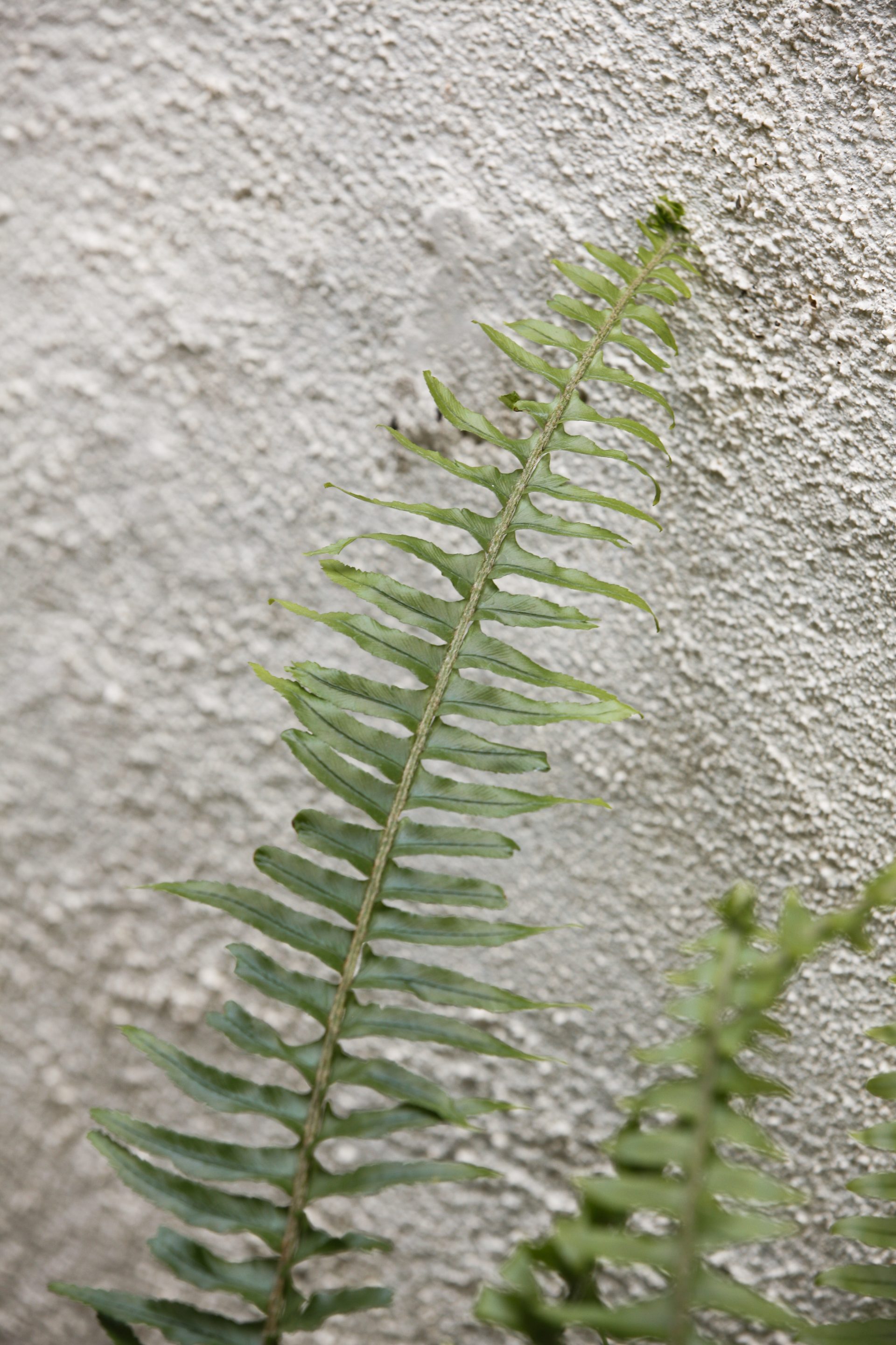 Falguera d’exterior – Tàndem Garden