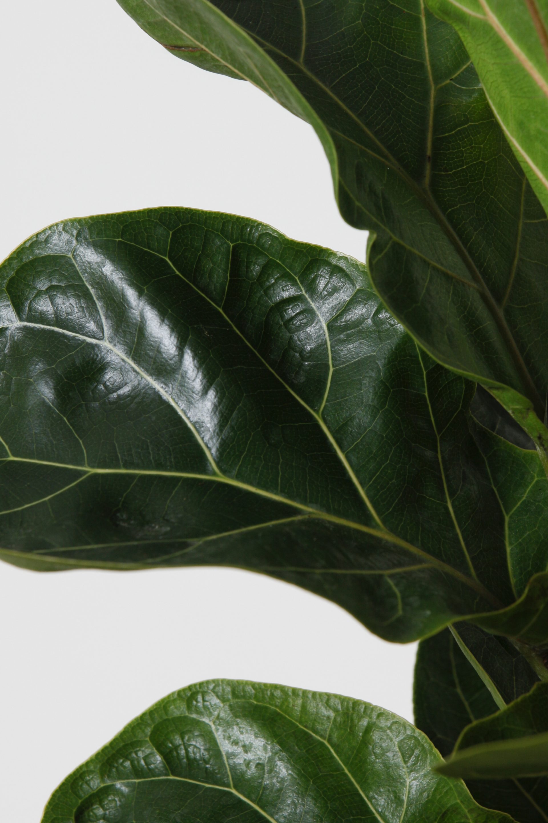 Are Ficus Lyrata Poisonous To Cats at Fernando Smith blog