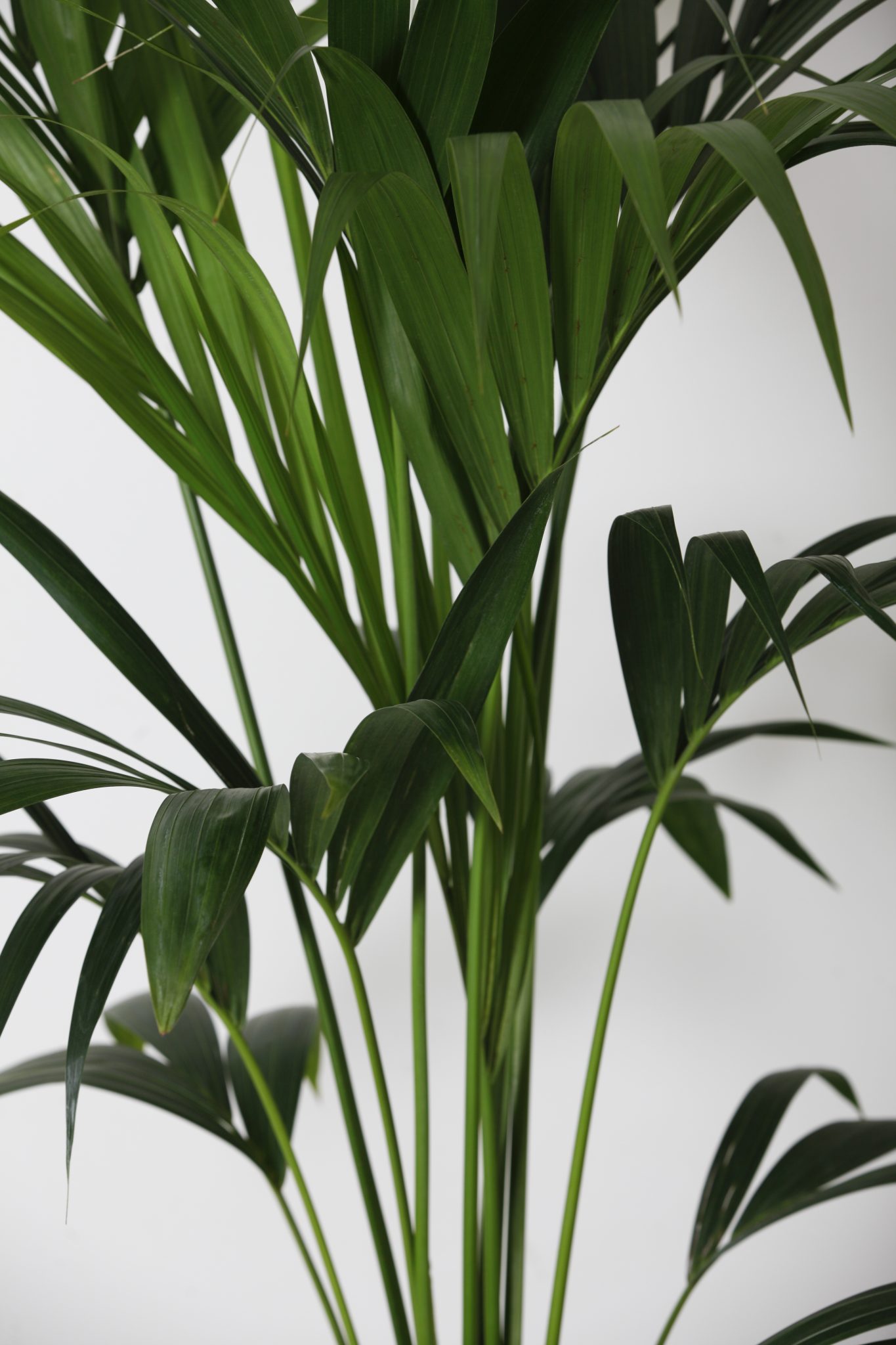 Kentia – Tàndem Garden