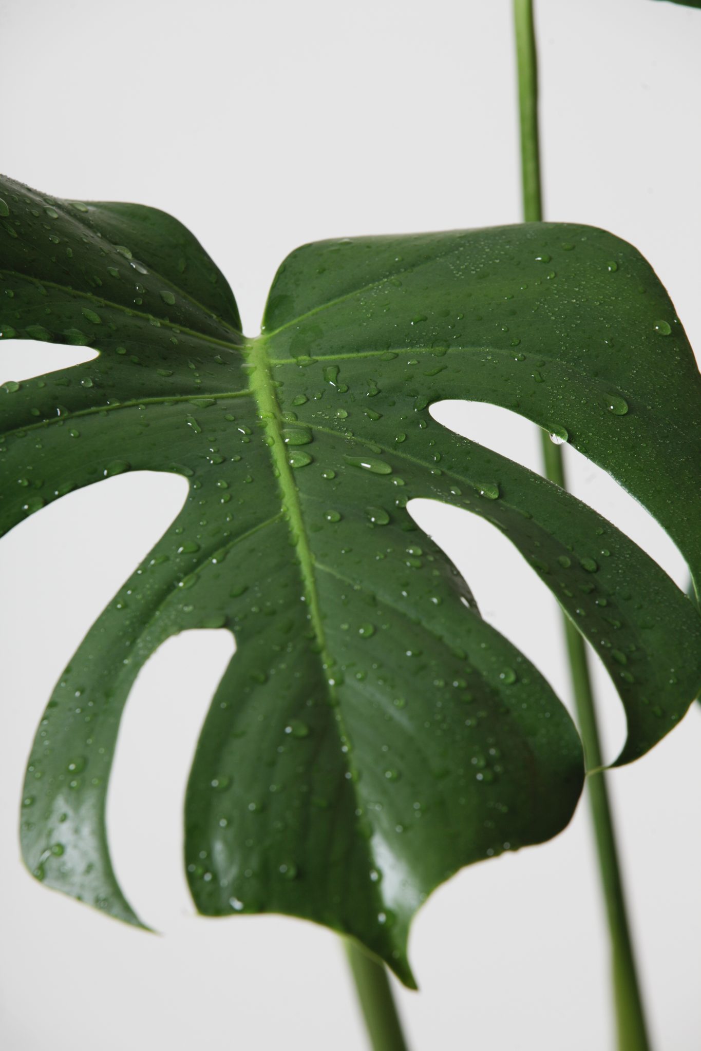 Monstera Deliciosa – Tàndem Garden