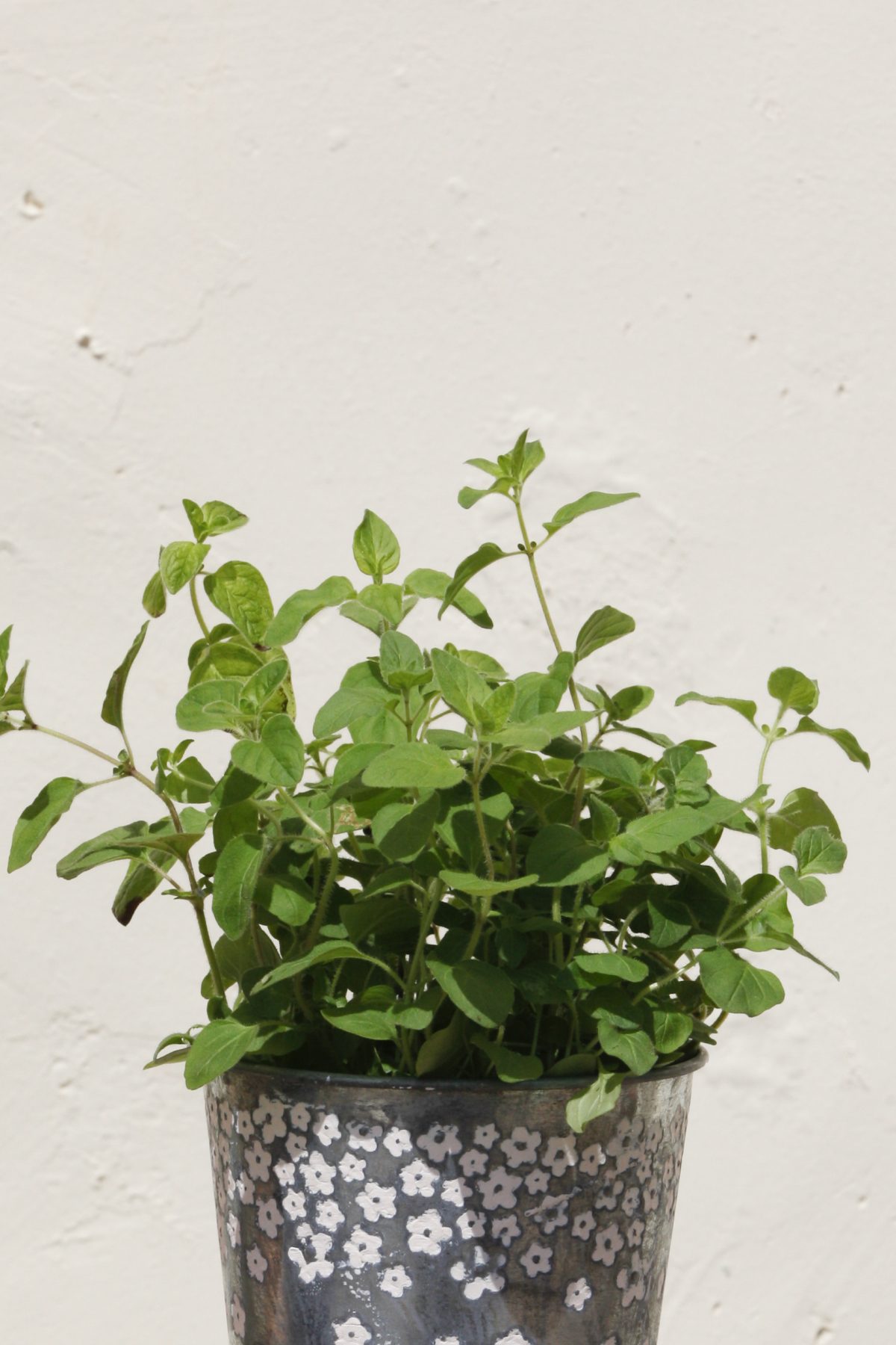 Orenga – Tàndem Garden