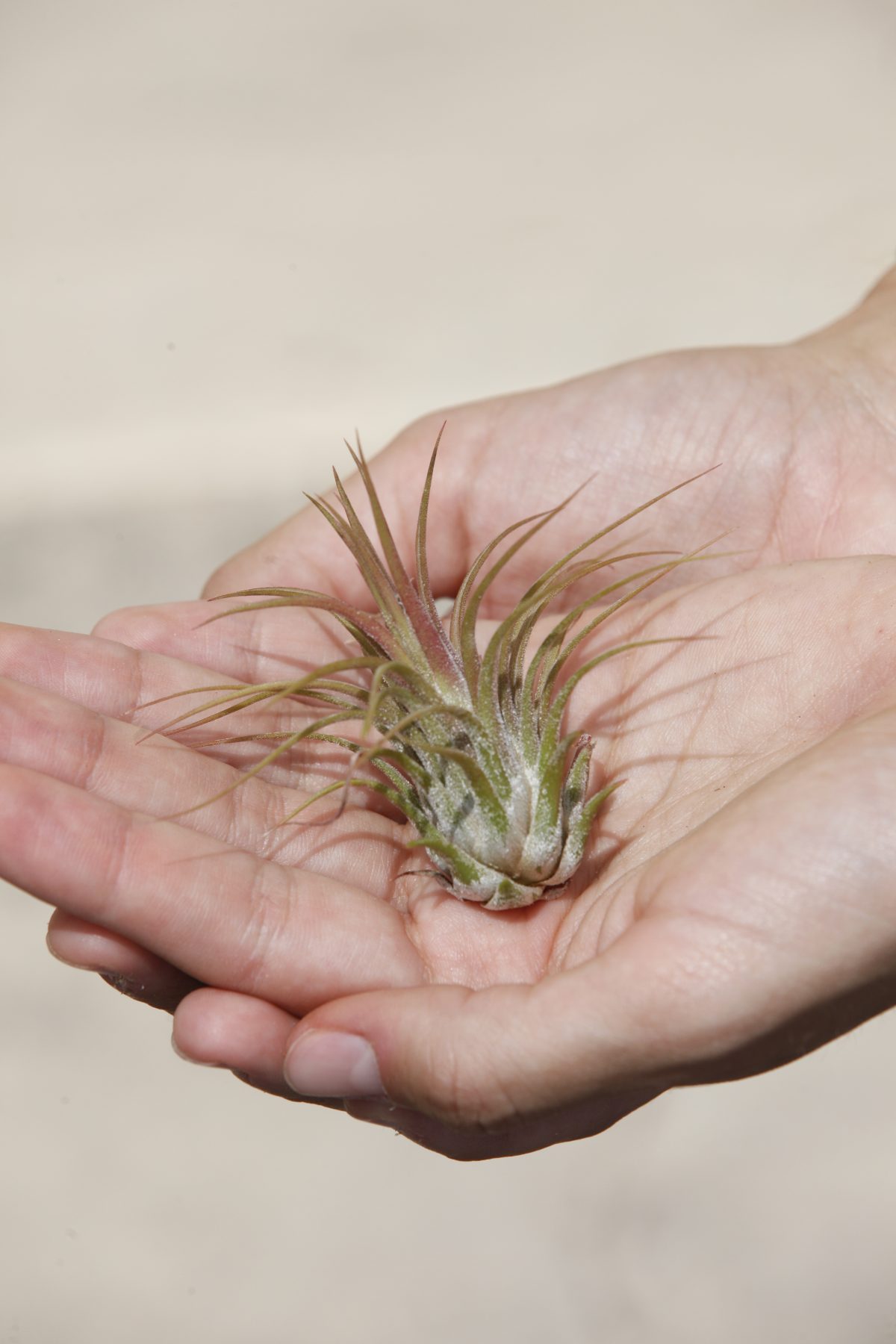 Plantas del aire – Tàndem Garden