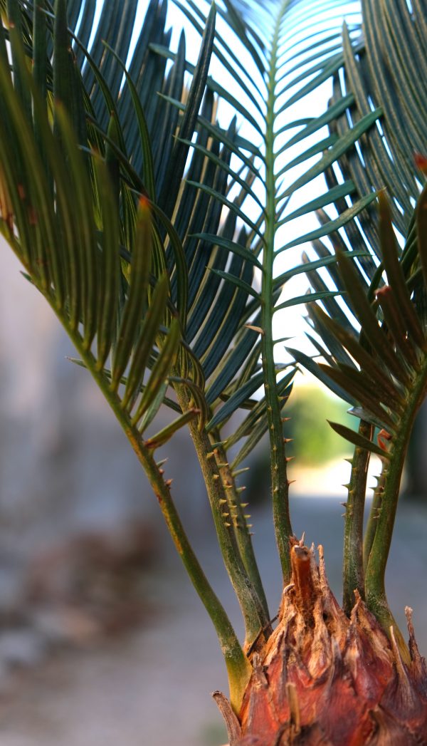 Cyca – Tàndem Garden